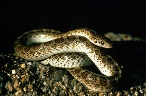 Glossy Snake - Wildlife Experts